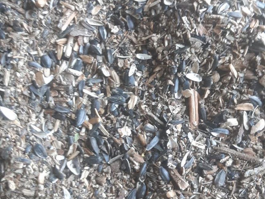 Отходы семечки