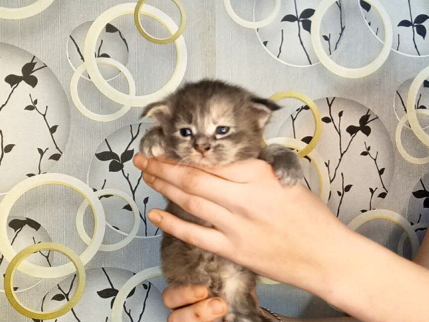 Котята мейн-кун, мейкун, мейнкун, кун