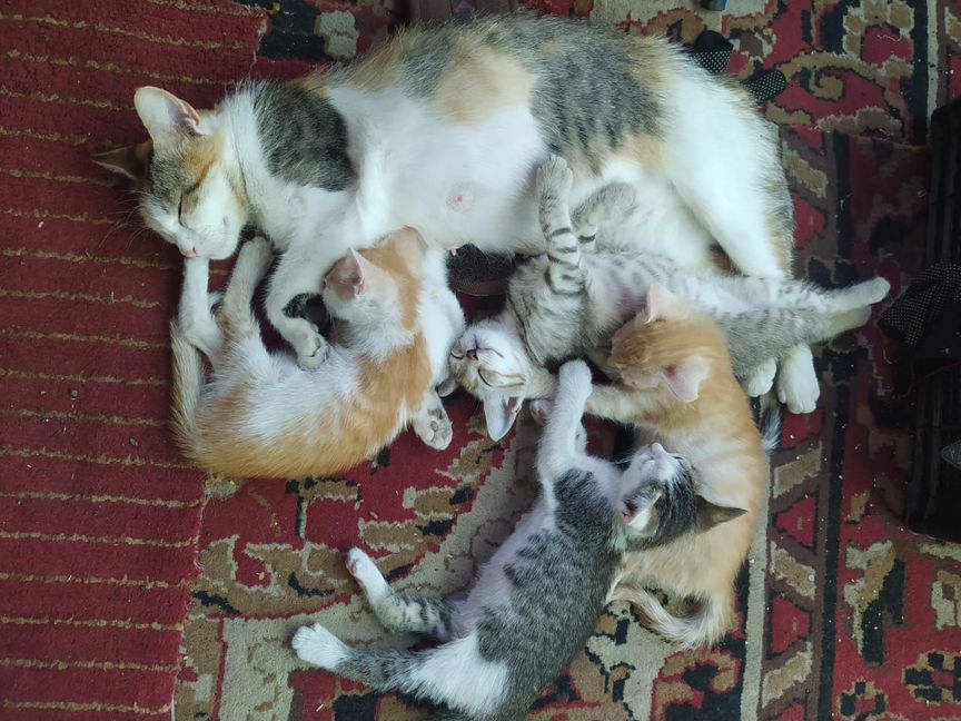 Кошка и 4 котёнка. Стерилизация в подарок