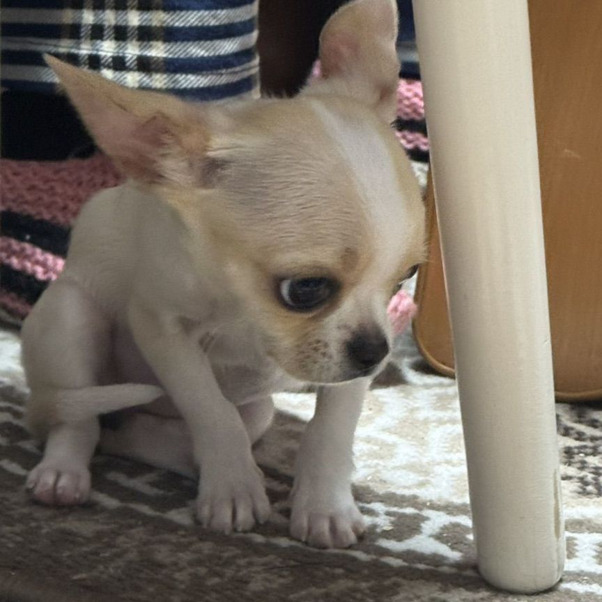 Чихуахуа, щенок