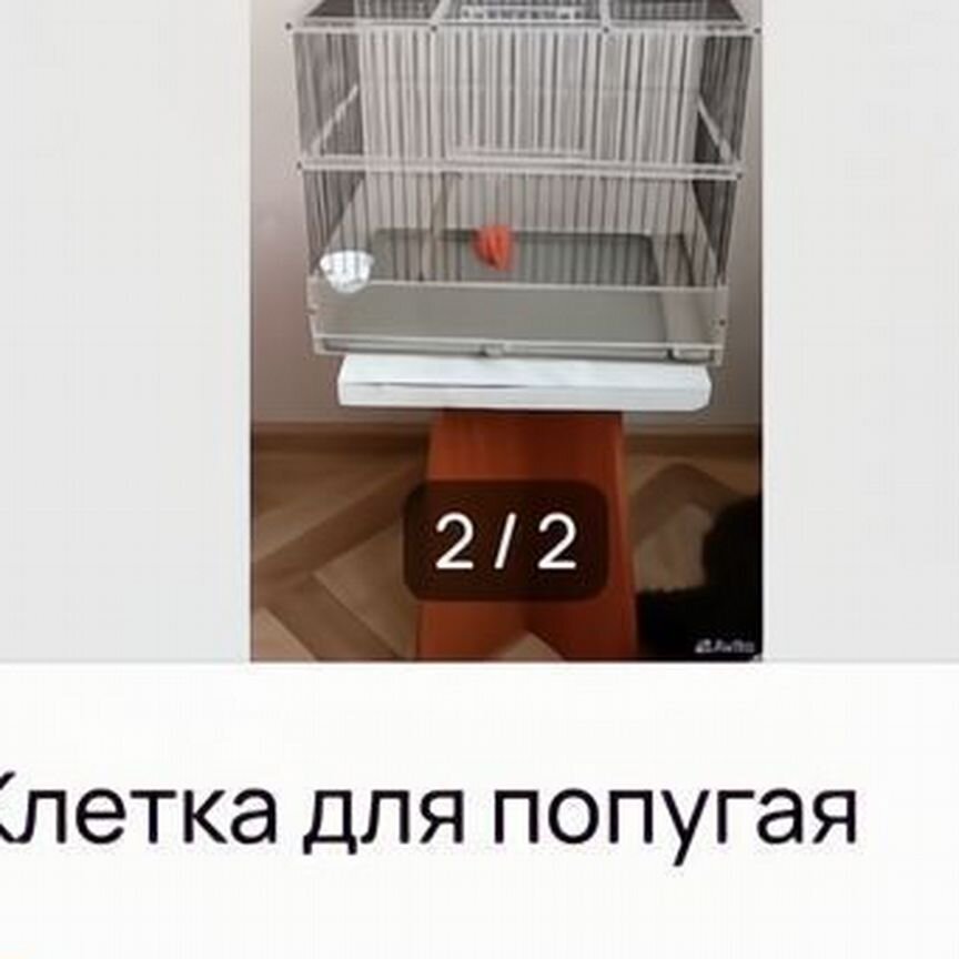 Волнистый попугай