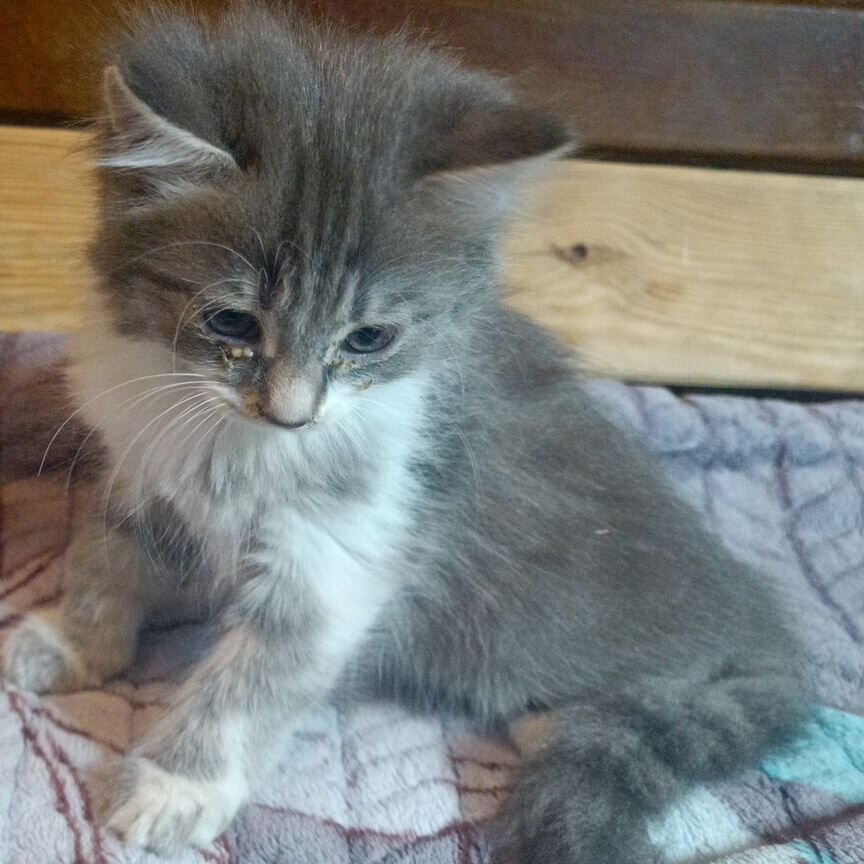 Продаю красивых котят