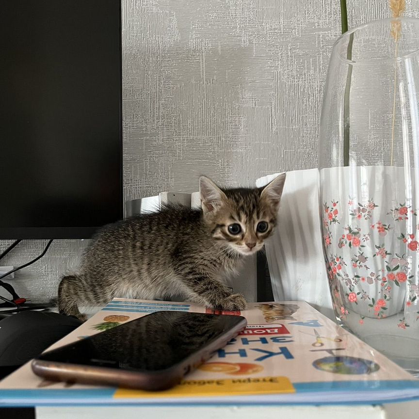 Котята в добрые руки бесплатно