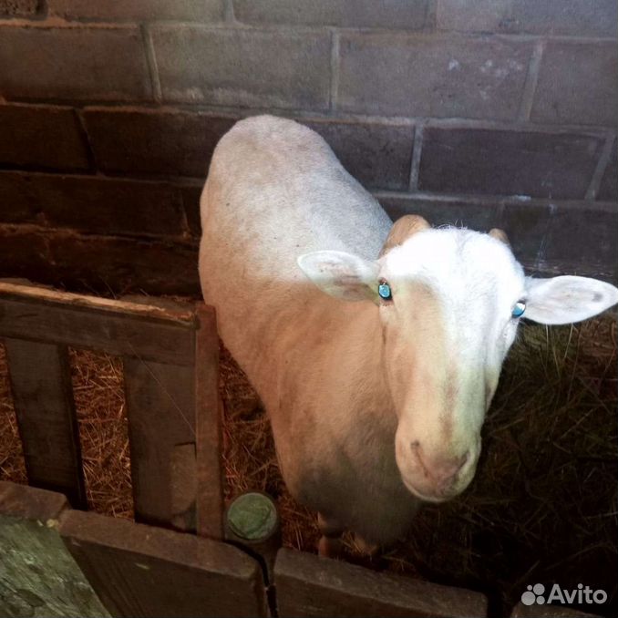 Баран-катум