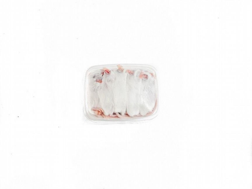 Мыши Бегунки 12-16 г с доставкой