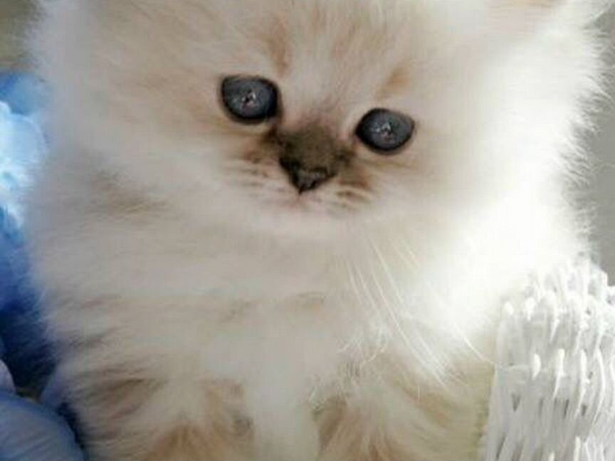 Роскошная красотка