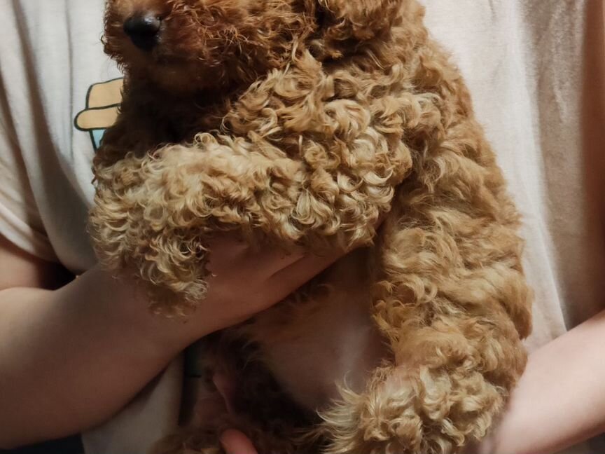 Той-пудель и мальтипу