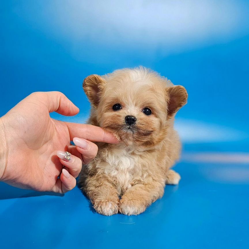 Maltipoo мини мальчики