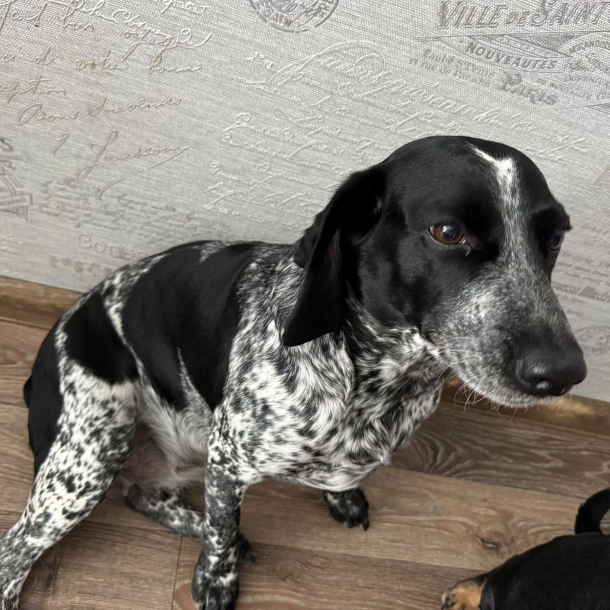 Кокер спаниель, взрослая собака