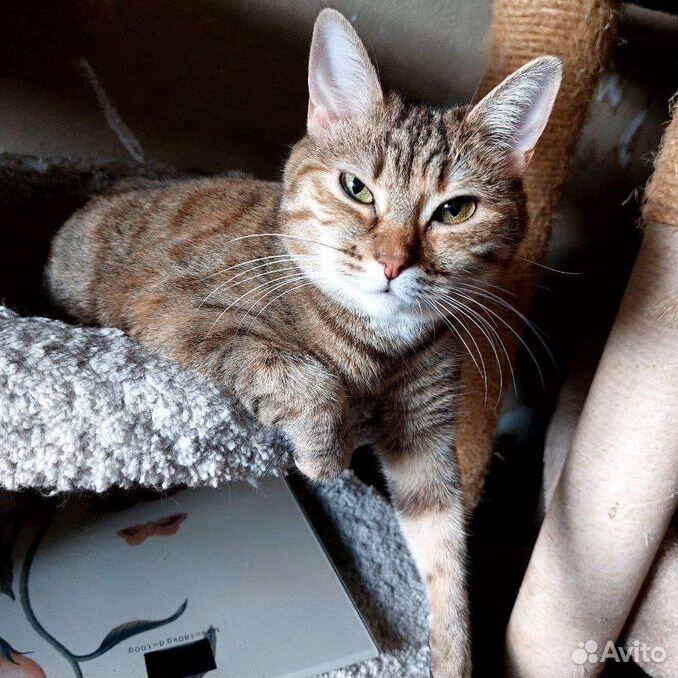 Кошка Жанна в дар, 1 год, стерилизована