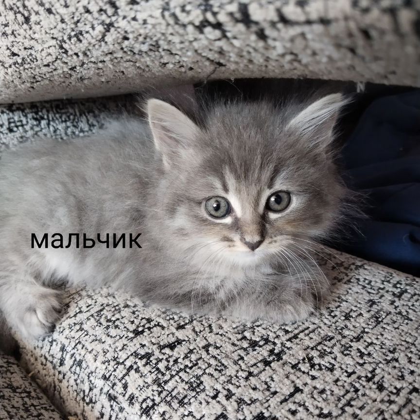 Отдам в добрые руки котят
