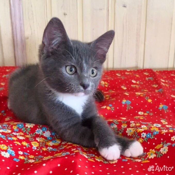 Лапочка котенок метис Русской голубой 2,5 м