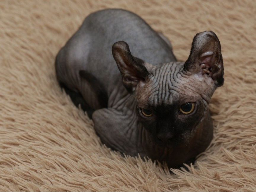 Котенок эльф девочка