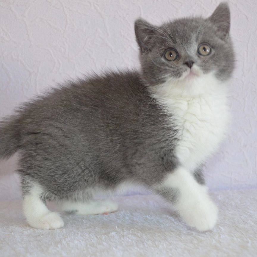 Британский котенок