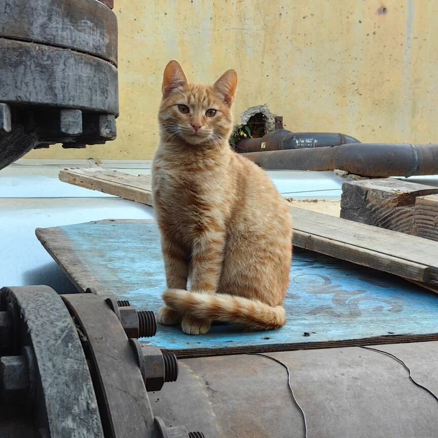 Кошки и котики