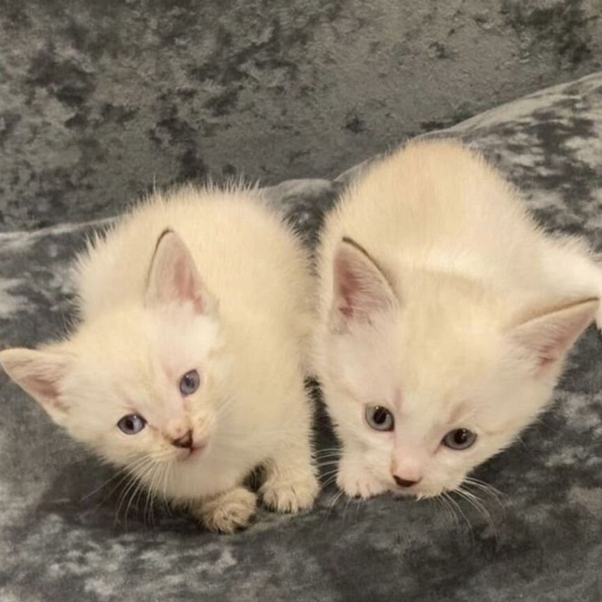 Тайские котята бесплатно
