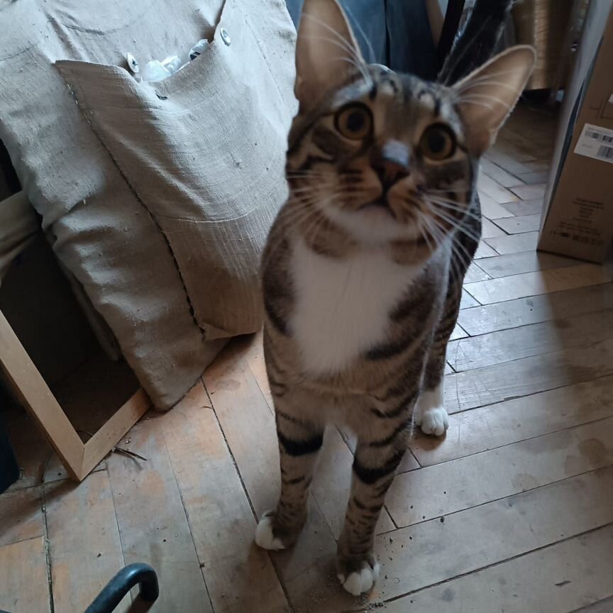 Очаровательный кот