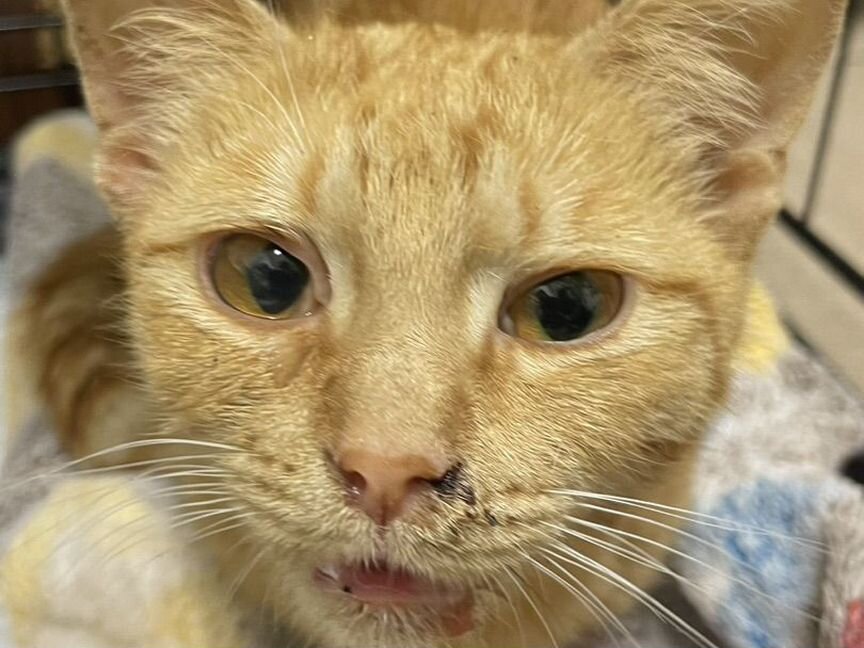 Рыжий Котенок в добрые руки со сложной судьбой