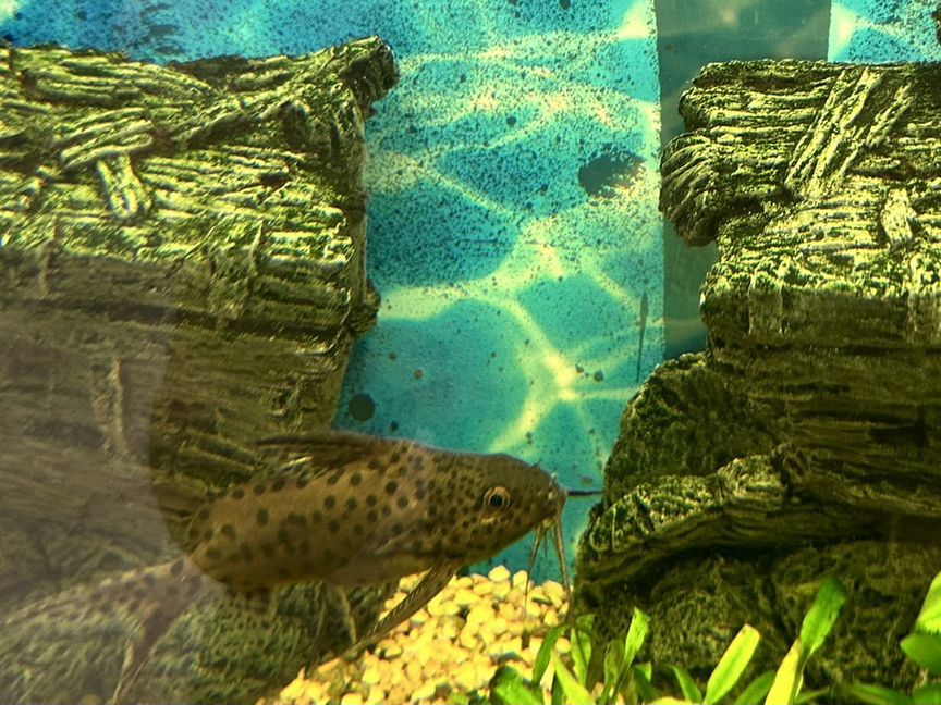 Сом синодонтис