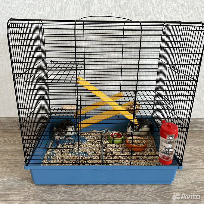 Крысы дамбо с клеткой