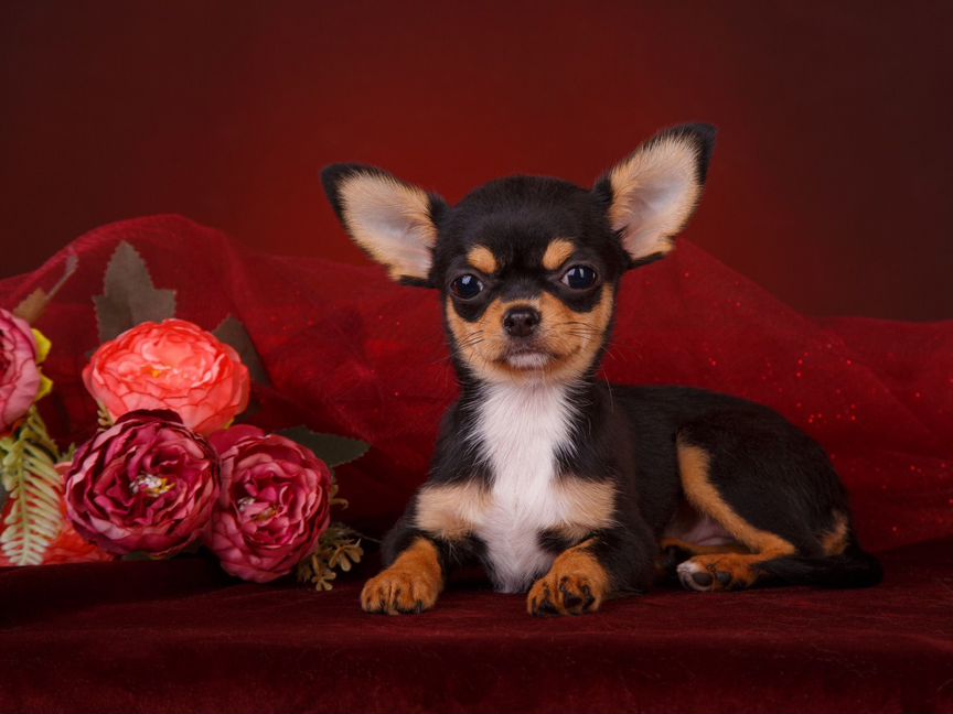 Маленькая королева