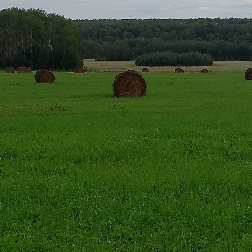 Сено в тюках