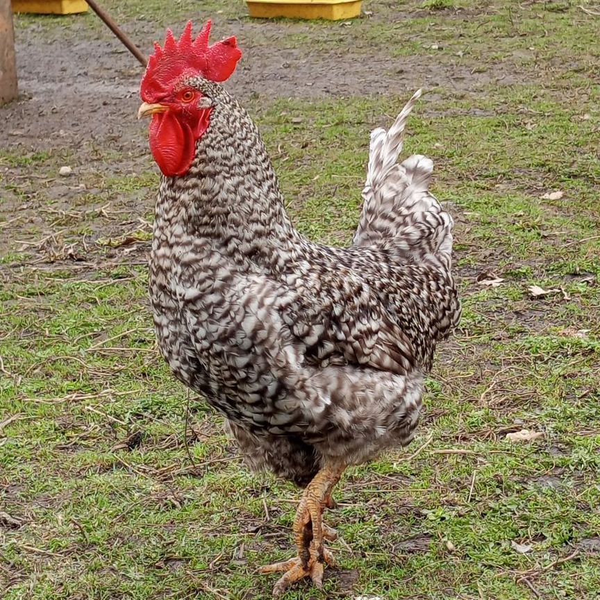 Продам Петуха