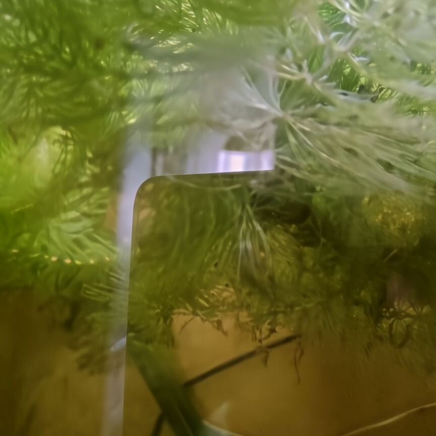 Аквариумные растения