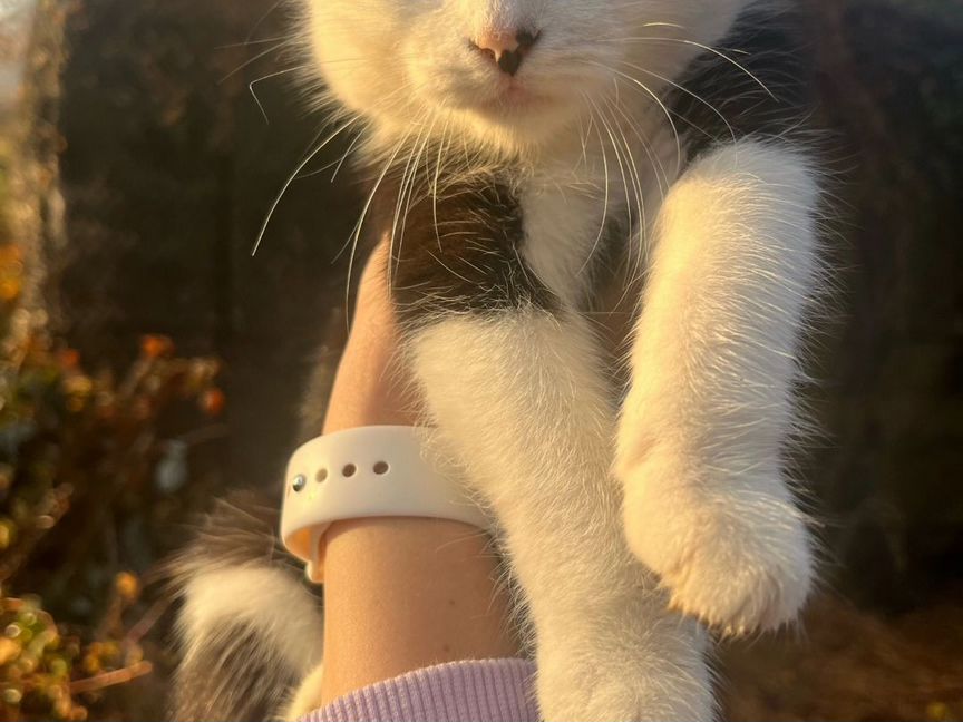 Красивые котята выживают на мусорке