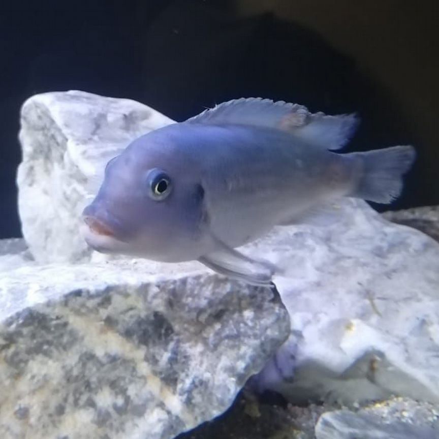 Аквариумные рыбки цихлиды