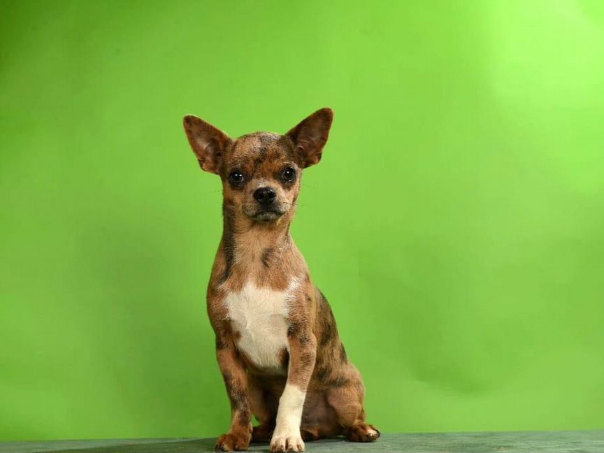 Чихуахуа потерялась