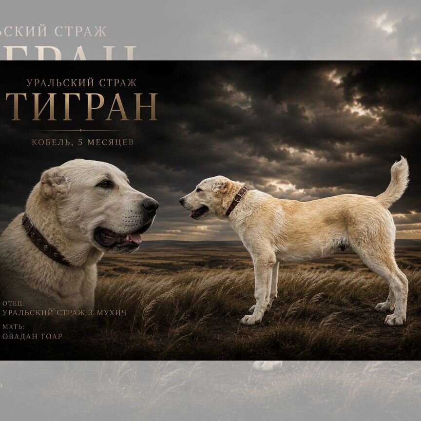 Среднеазиатская овчарка, щенок