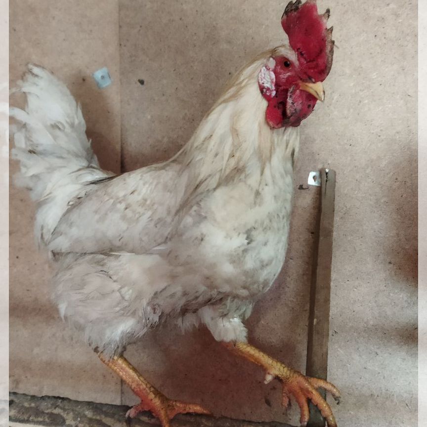 Петушки домашние