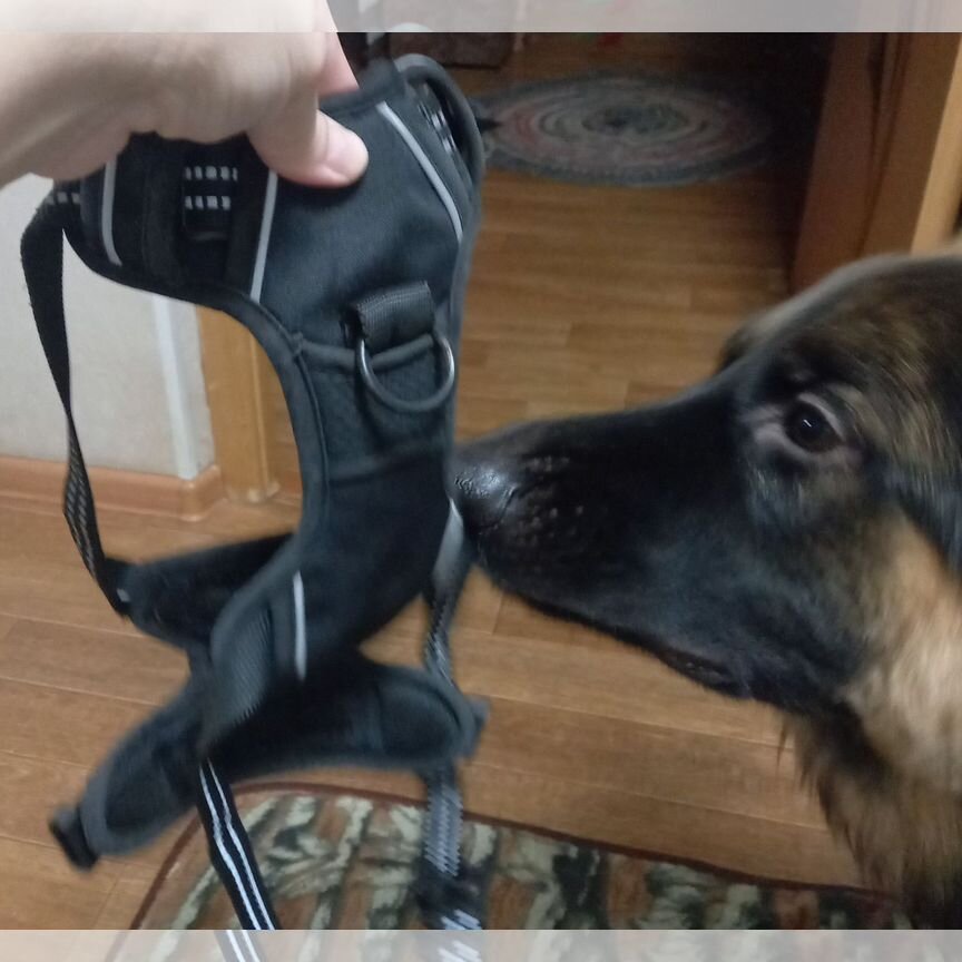 Шлейка для крупных собак