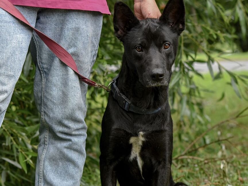 Метис овчарки