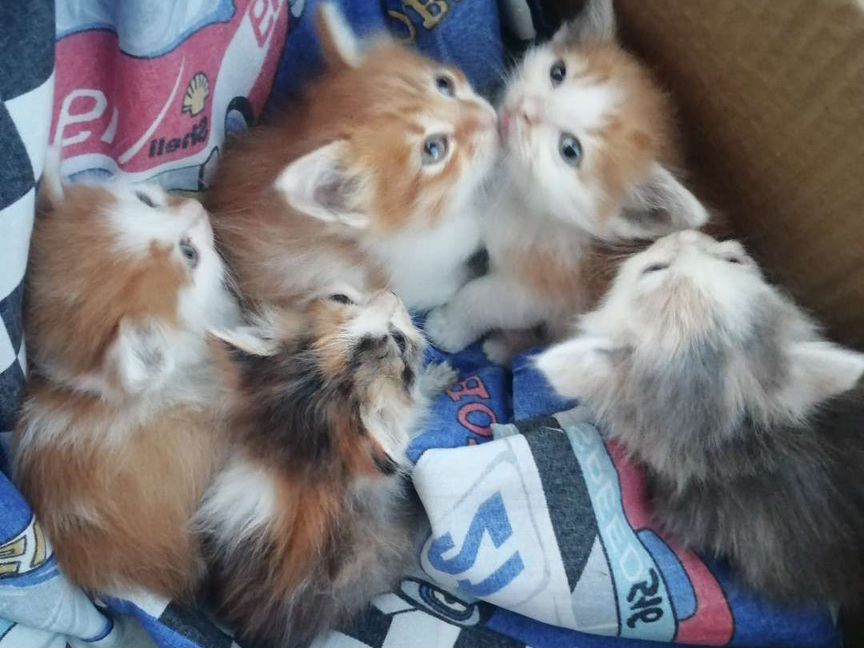 Котятки ищут хозяев