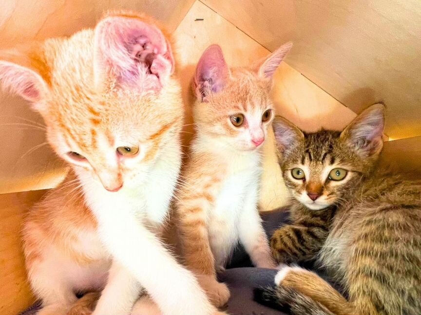 Котятам нужен теплый дом