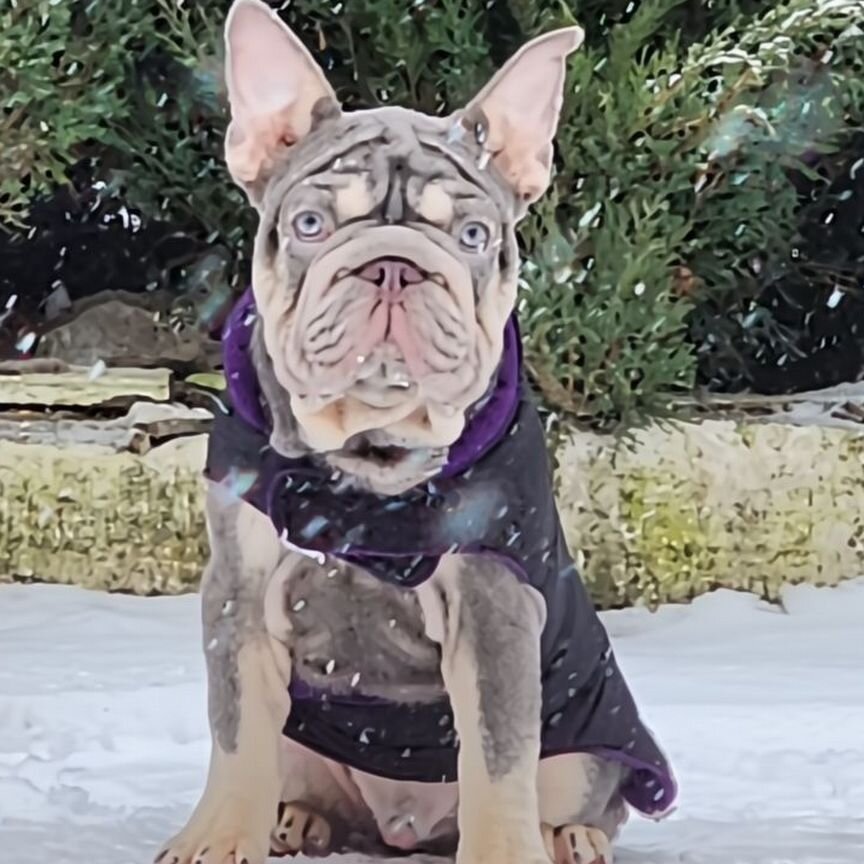 Французский бульдог, щенок