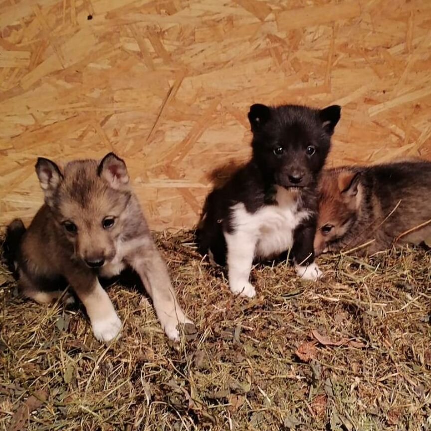 Лайка, щенок