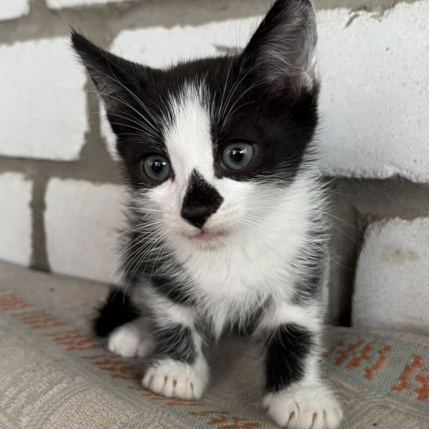 Котёнок мальчик в добрые руки