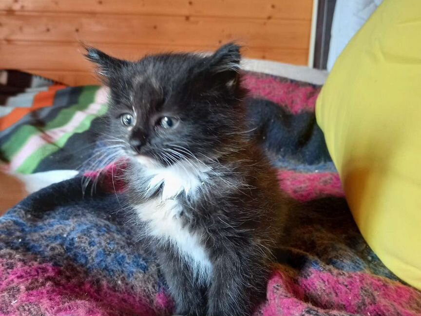Котята бесплатно