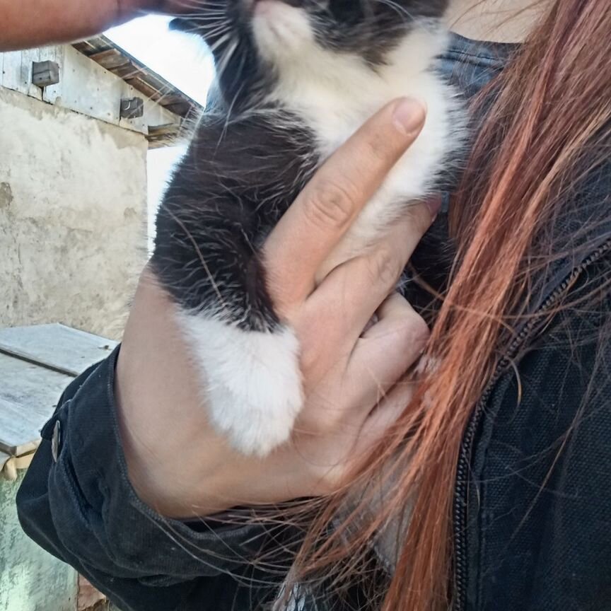 Отдаю кота в добрые руки