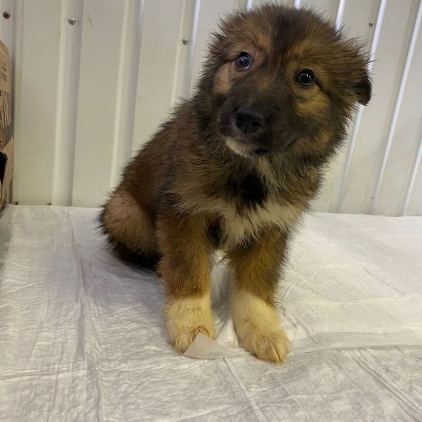 Щенки мальчик и девочка