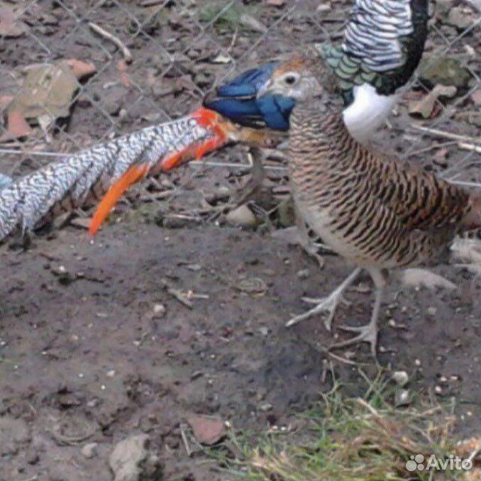 Самец Алмазного Фазана