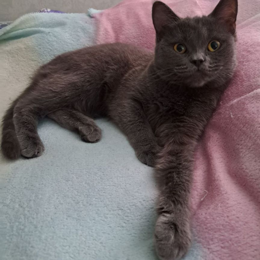 Британская длинношёрстная, взрослая кошка