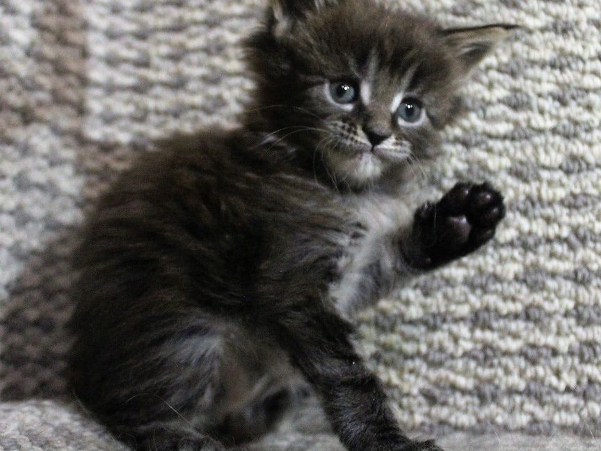 Котята Мейн-кун