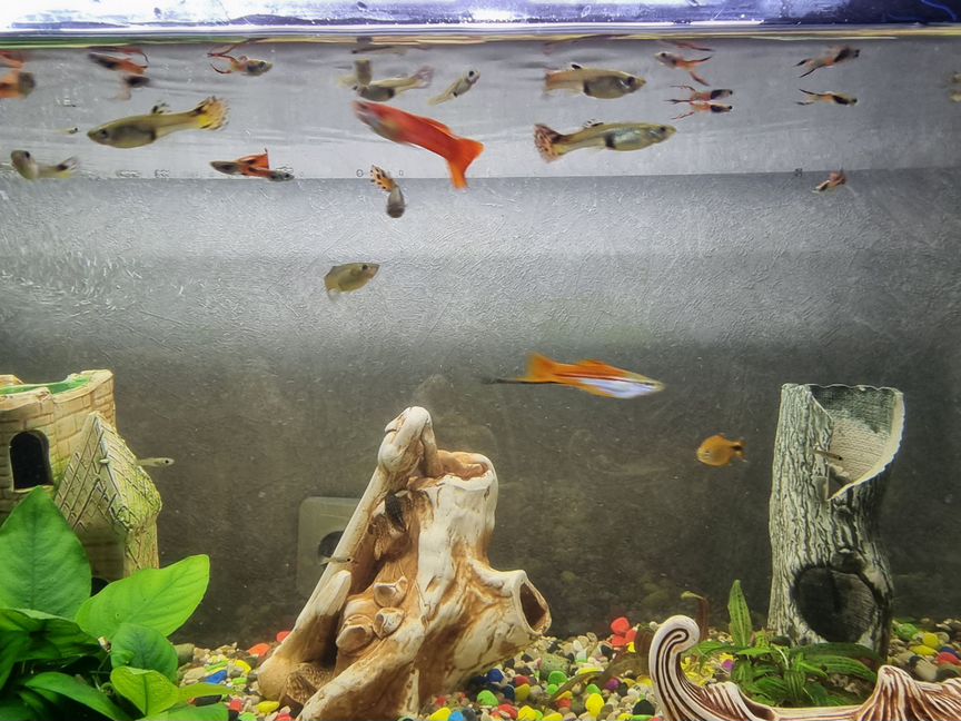 Рыбки гуппи и сомы