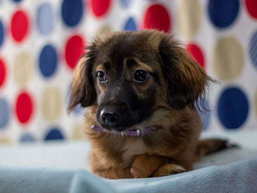 Щенок Джени