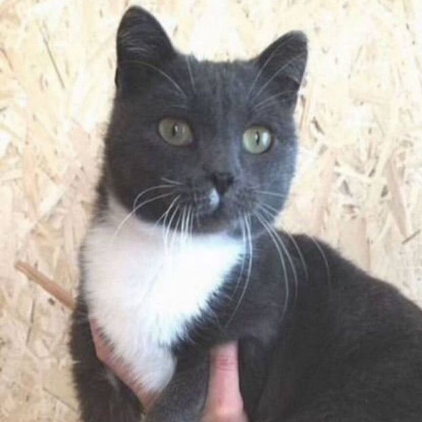 Взрослая кошка в добрые руки