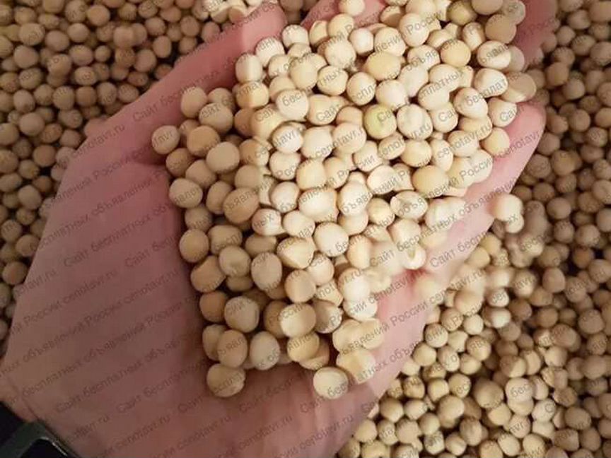 Горох кормовой
